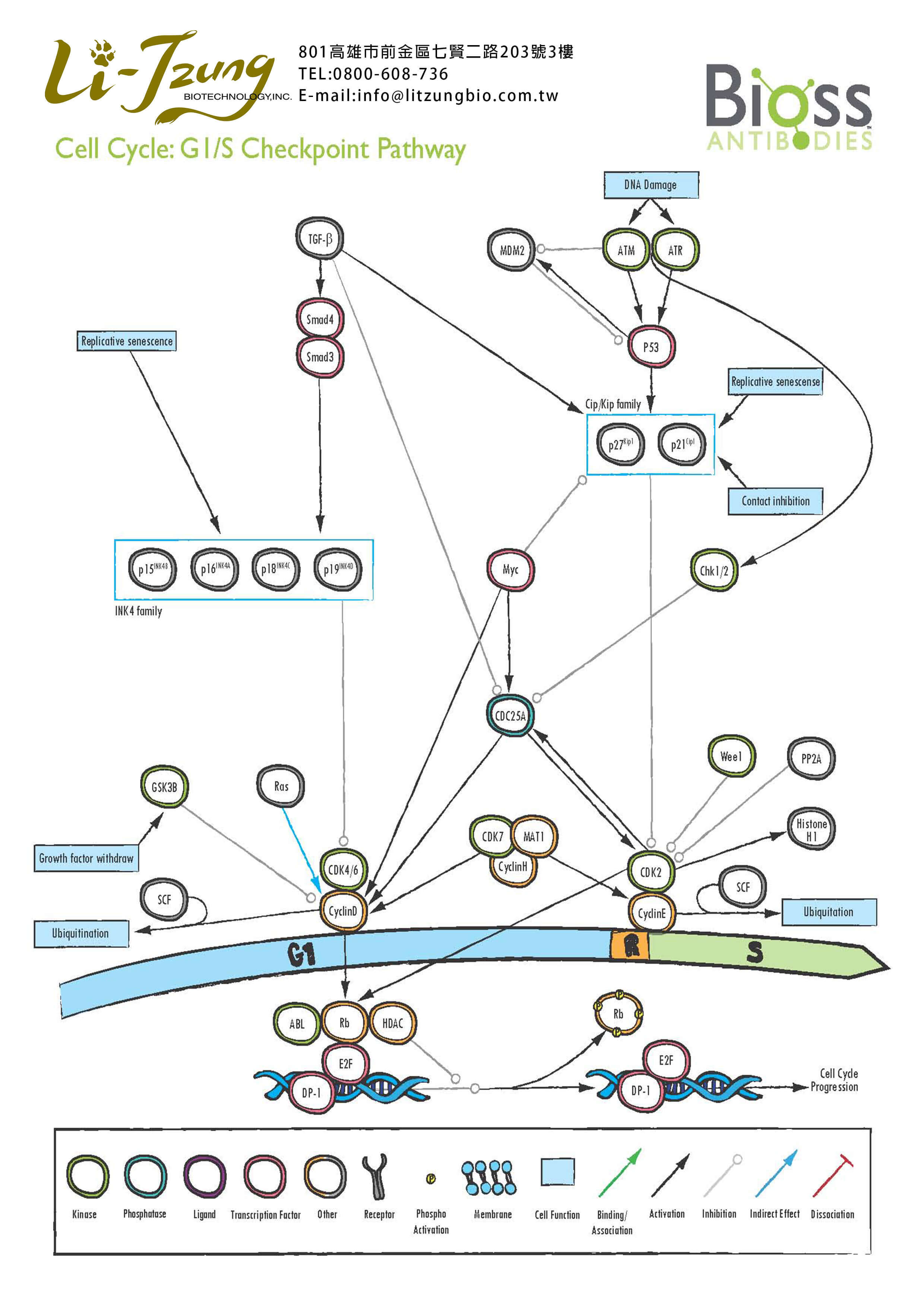 g1s_pathway_drawn - 立众生技